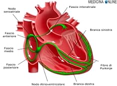 Cuore e cervello: la complessa importanza del nervo vago